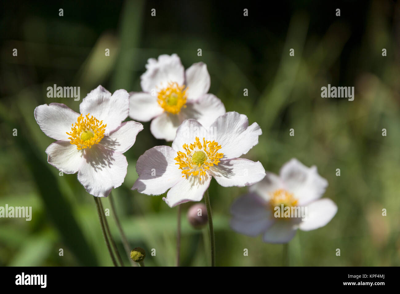 some flowers of Japanese anemone in garden Stock Photo - Alamy
