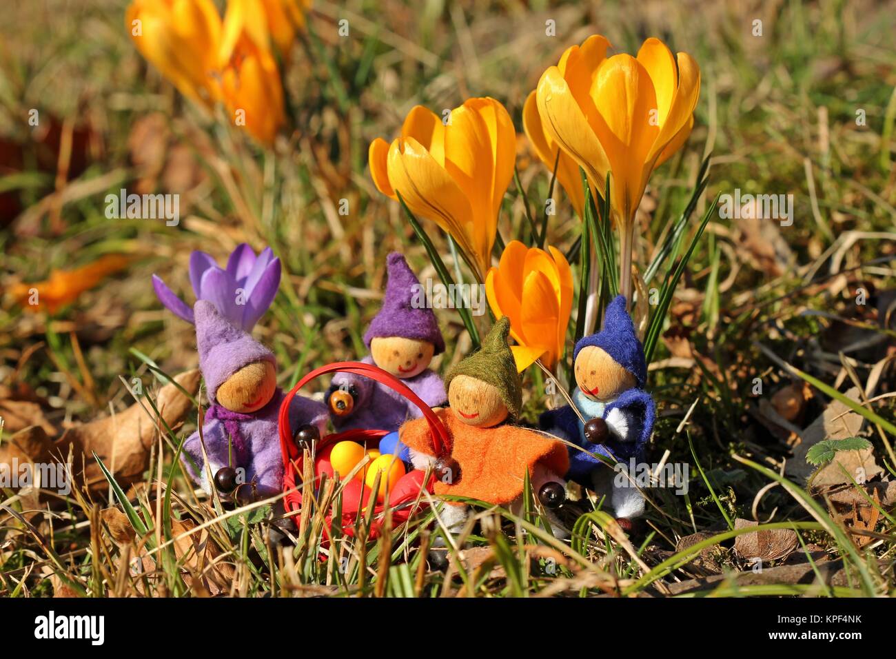 Dwarf crocus hi-res stock photography and images - Alamy