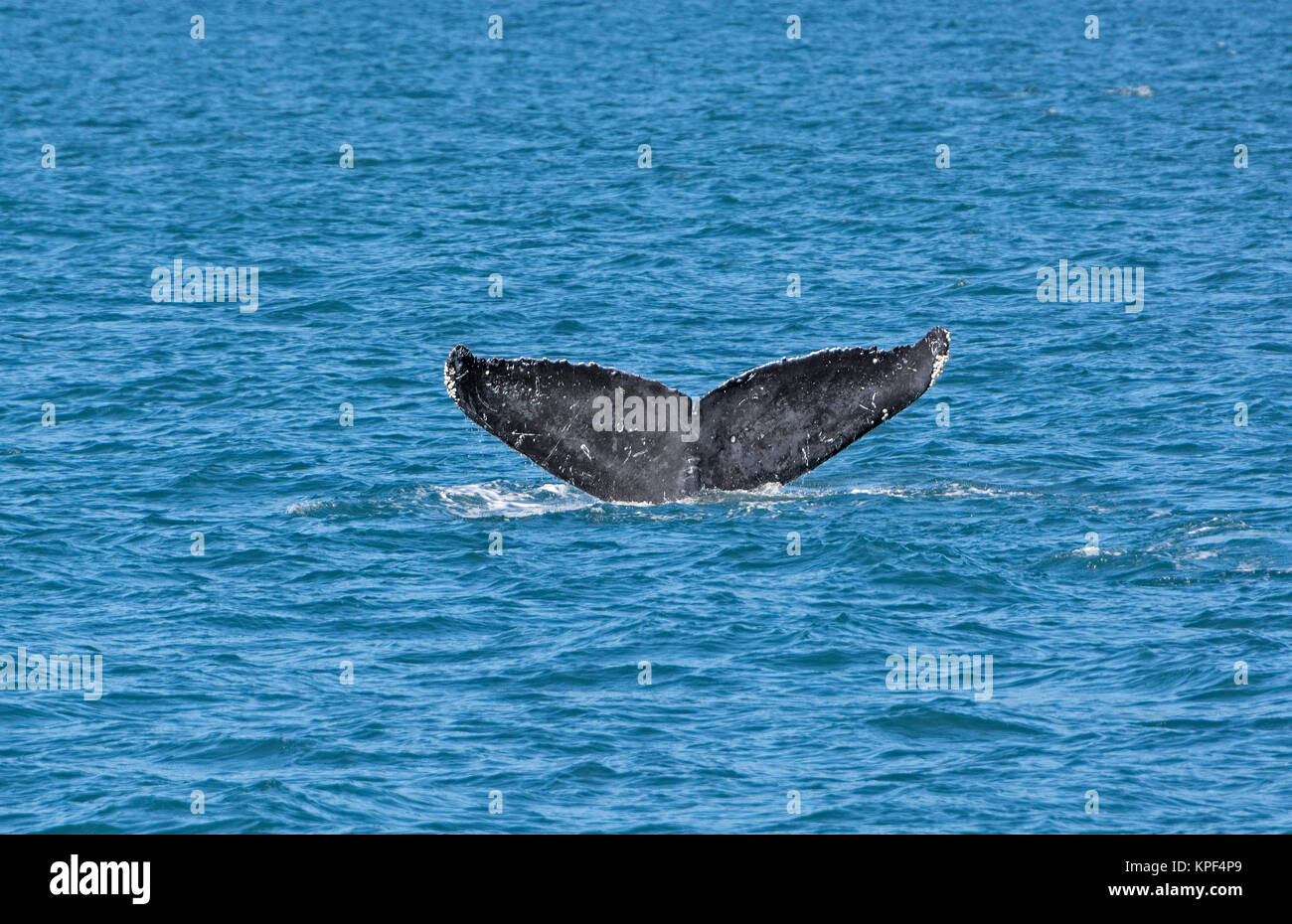 Whale flukes hi-res stock photography and images - Alamy