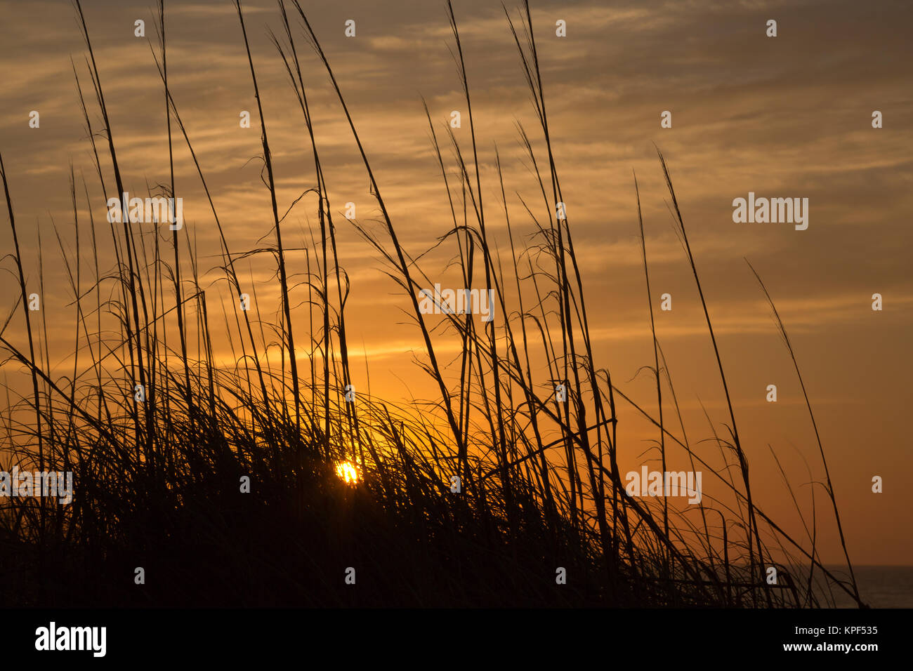NC01072-00...NORTH CAROLINA - Sun rising behind a clump of sea oats on ...