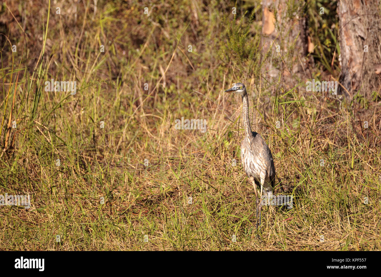 American bittern Botaurus lentiginosus bird at the Fred C. Babcock and ...