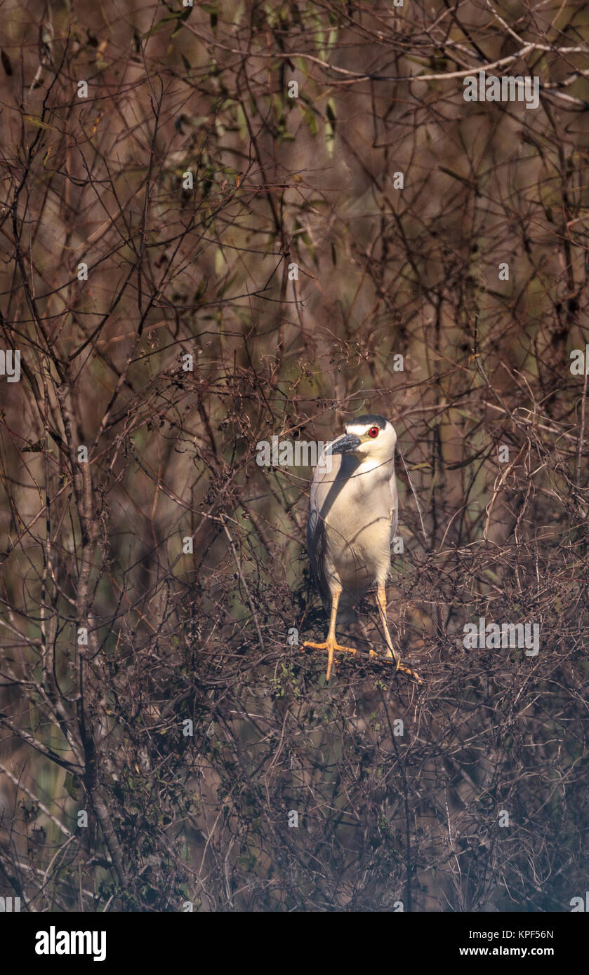 Black-crowned night heron shorebird Nycticorax nycticorax at the Fred C ...