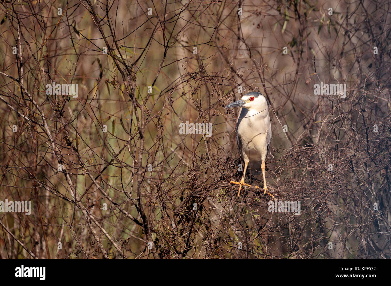 Black-crowned night heron shorebird Nycticorax nycticorax at the Fred C ...