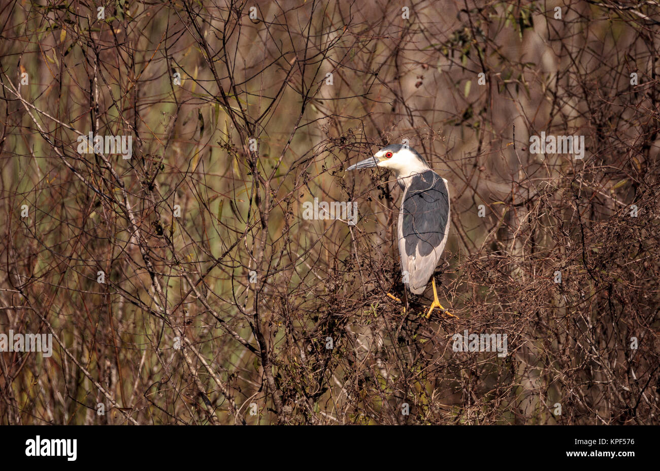 Black-crowned night heron shorebird Nycticorax nycticorax at the Fred C ...