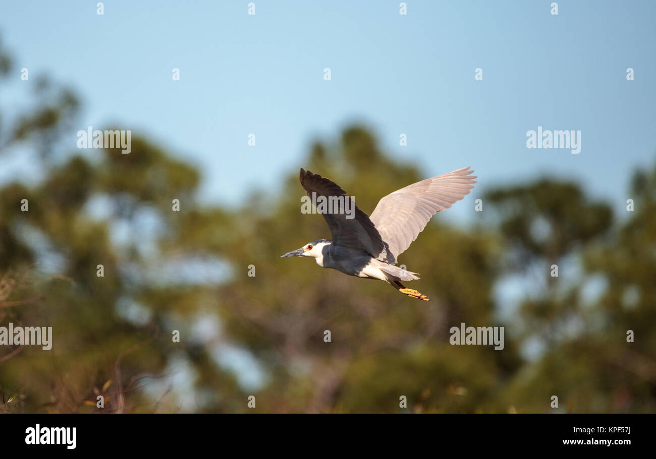 Black-crowned night heron shorebird Nycticorax nycticorax at the Fred C ...