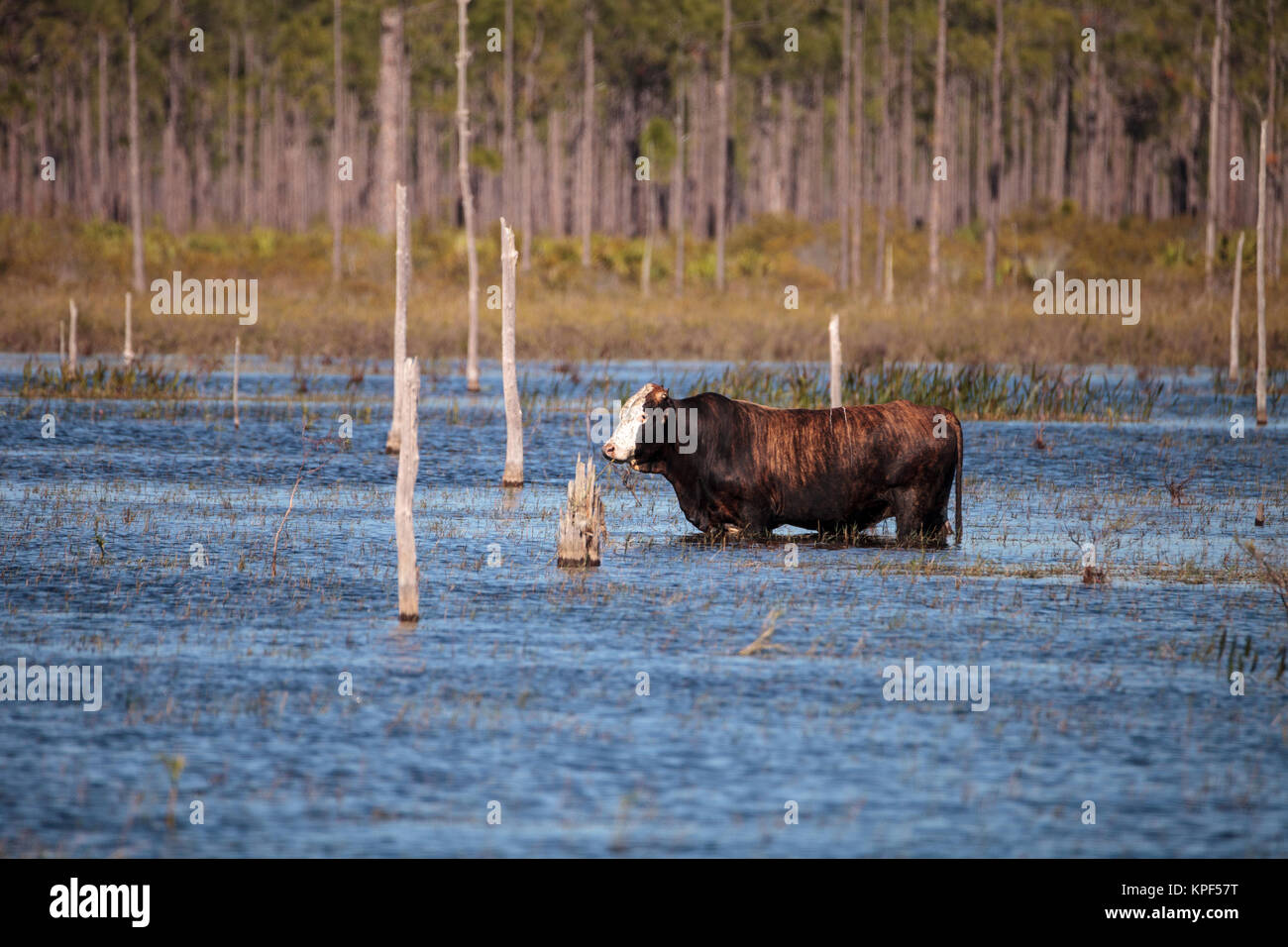 Herd of cattle travel through a marsh in Louisiana and graze as they go ...