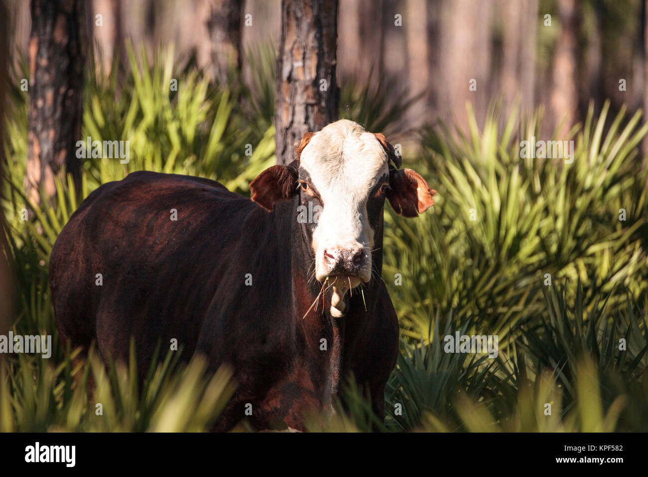 Angus cattle florida hi-res stock photography and images - Alamy