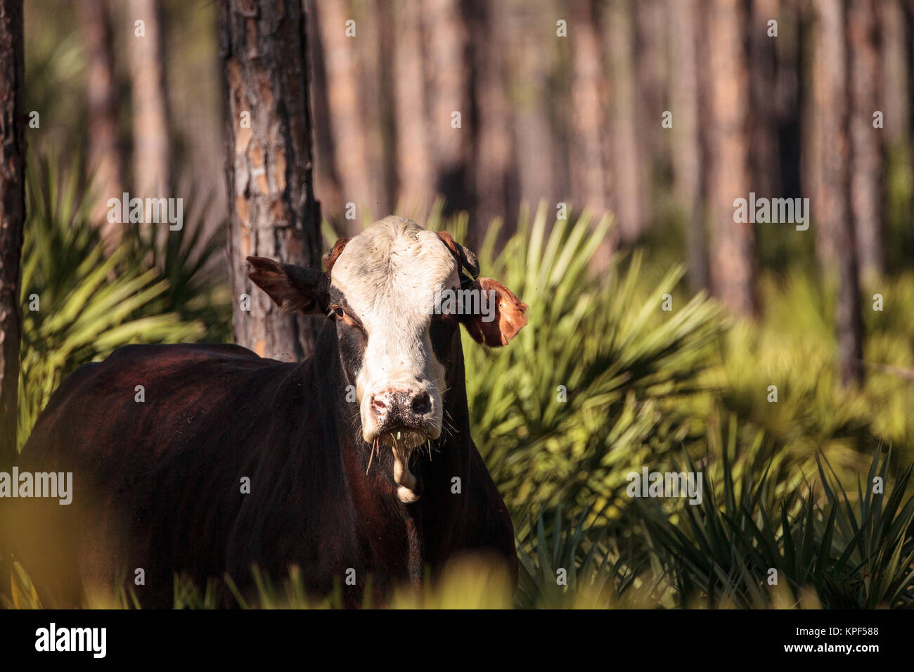 Herd of cattle travel through a marsh in Louisiana and graze as they go ...