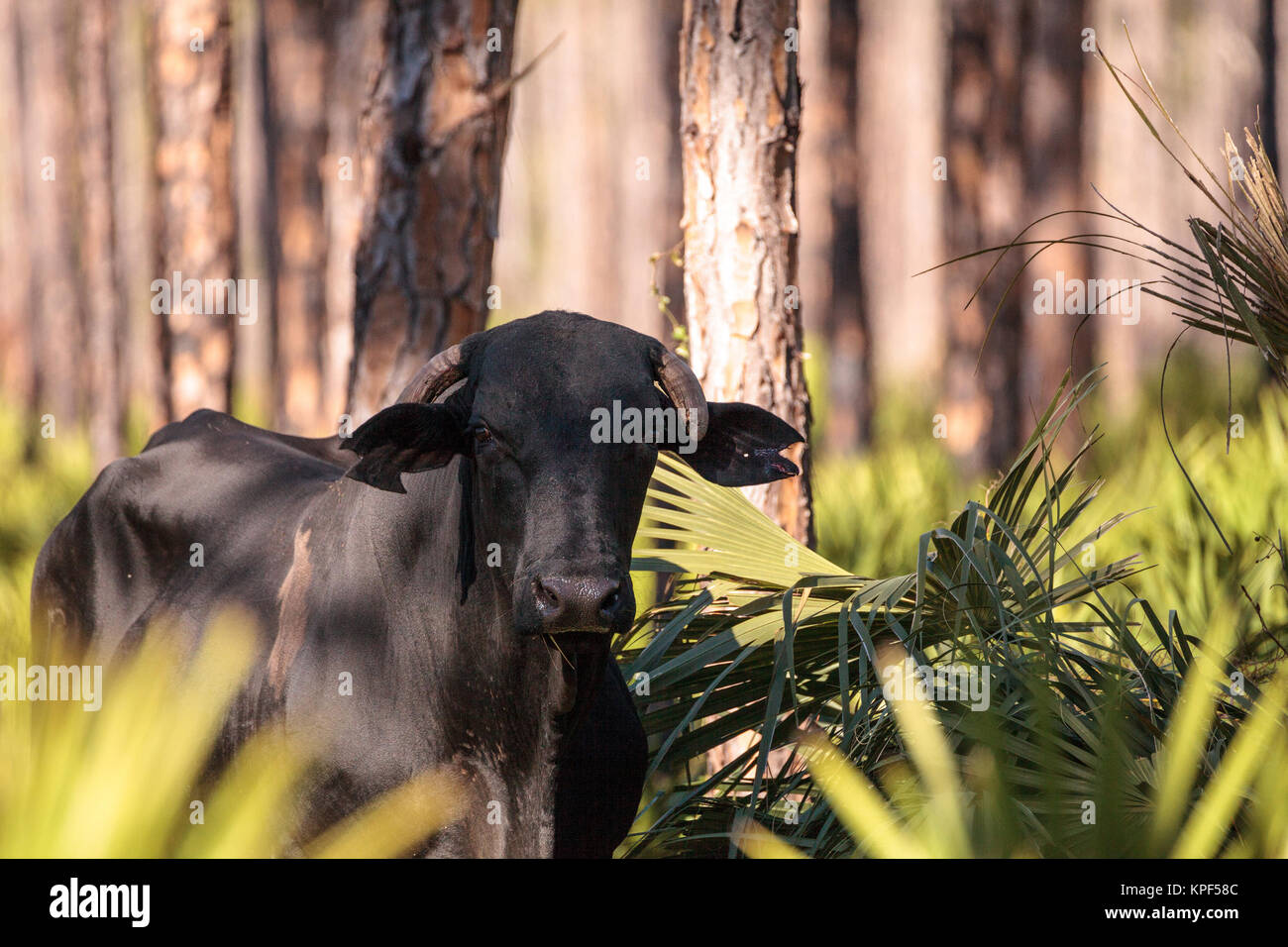 Angus cattle florida hi-res stock photography and images - Alamy