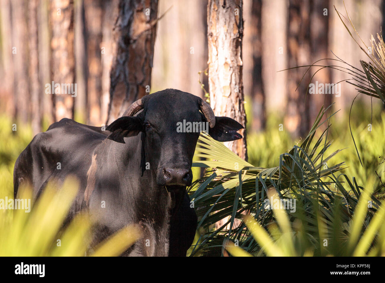 Angus cattle florida hi-res stock photography and images - Alamy