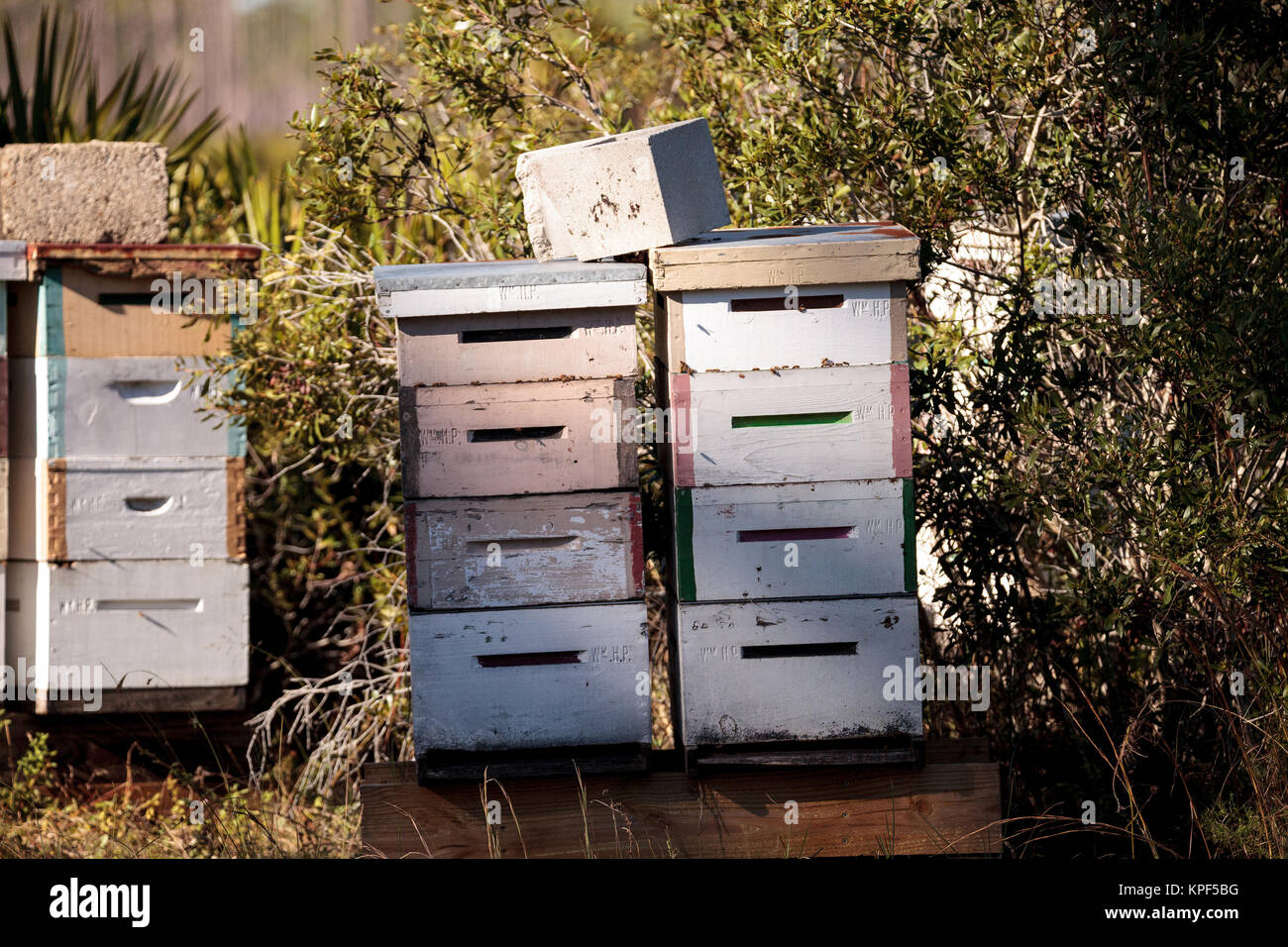 Stacks of langstroth bee hives with honeybees flying in and out as they ...