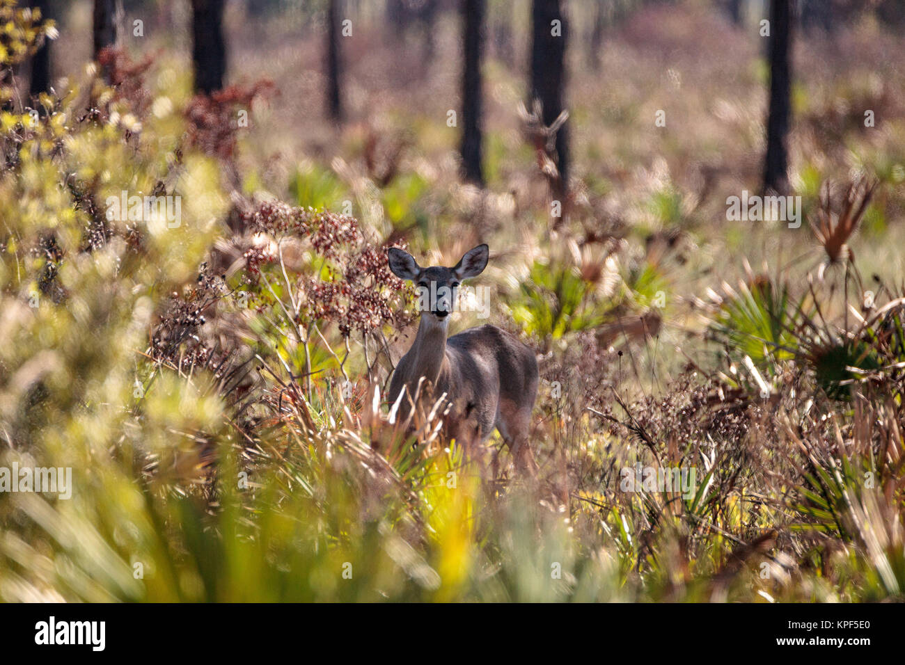 White-tailed deer Odocoileus virginianus peers out from the brush at ...