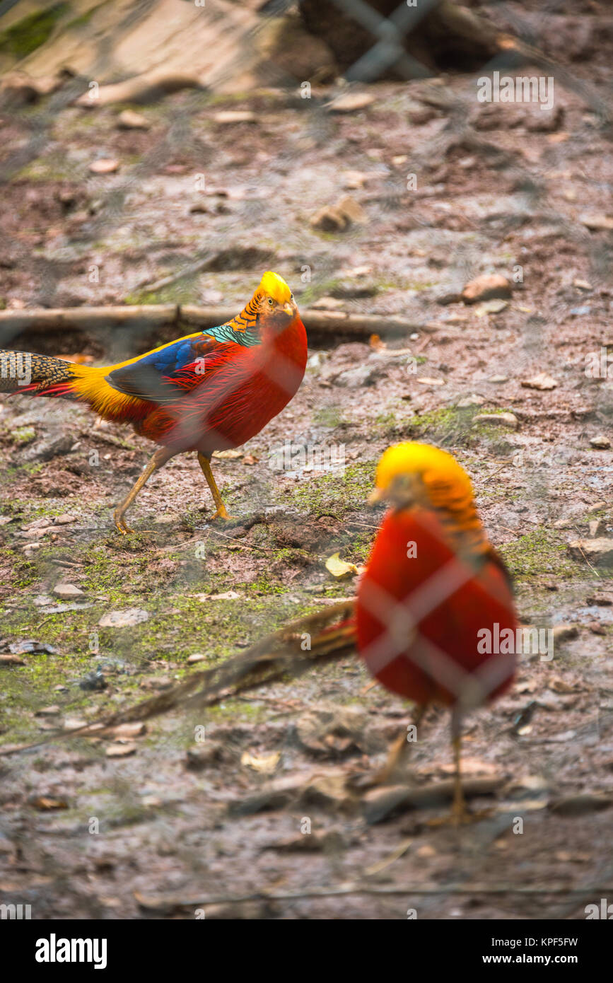 High Angle View Of Golden Pheasant In Cage at zoo Stock Photo - Alamy