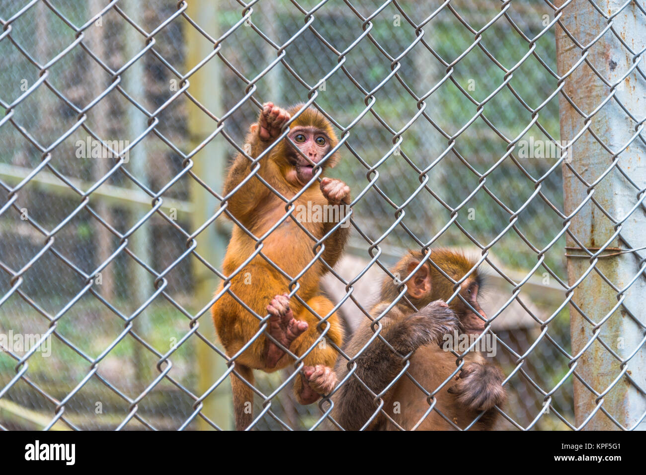 Monkey trapped in cage hi-res stock photography and images - Alamy