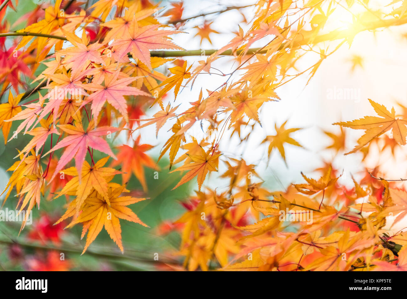 Spring Weather Arrives in city of China Stock Photo - Alamy