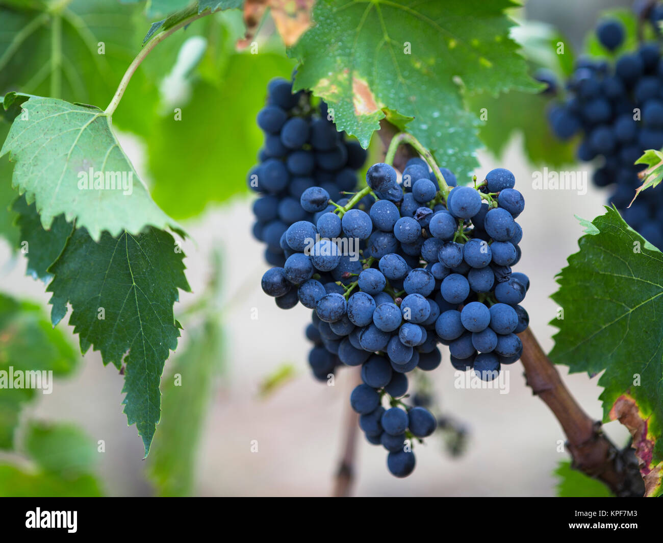 Tuscan red grape hi-res stock photography and images - Alamy