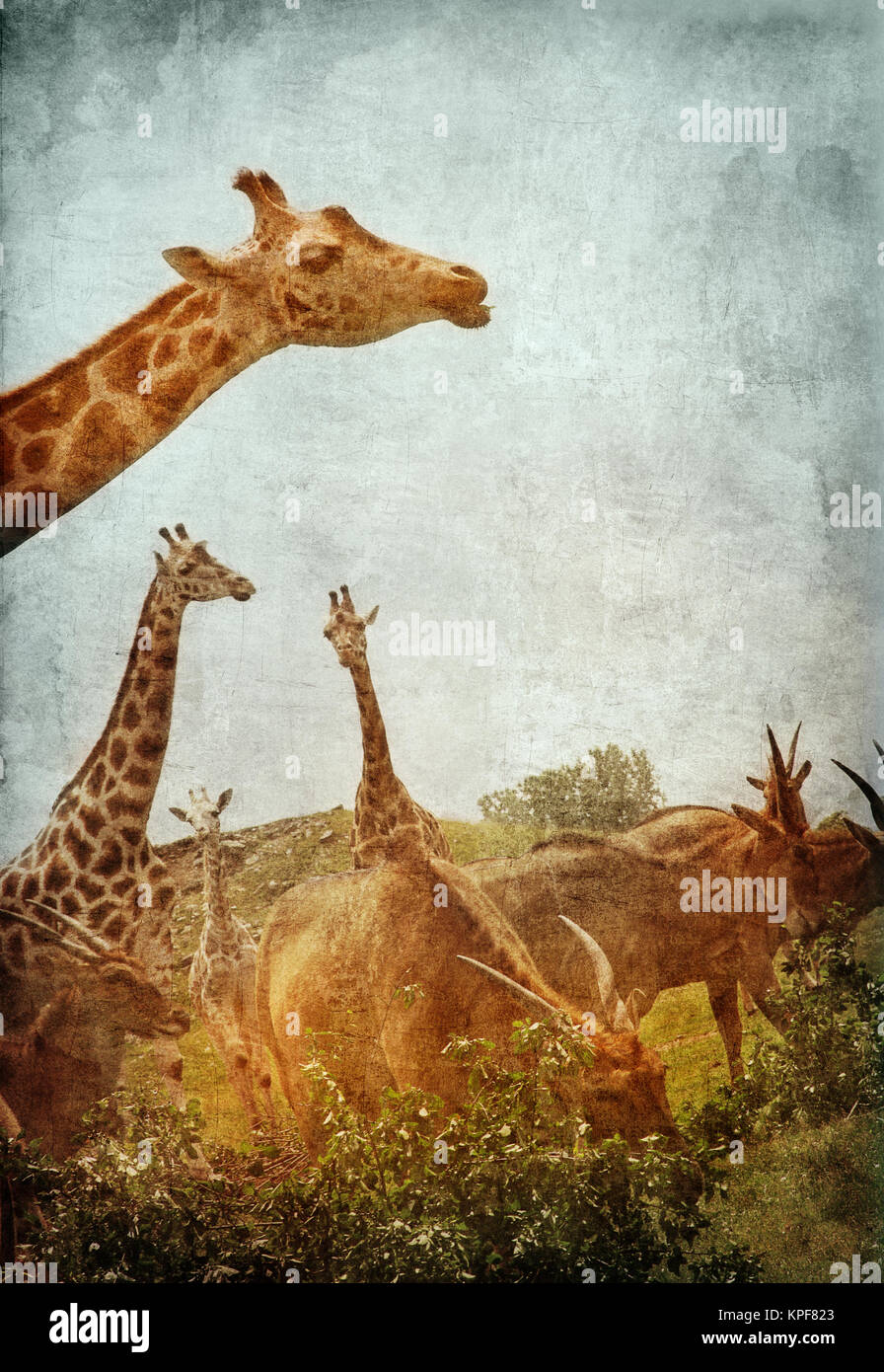 African Animals on the Old Paper Style Photo. Stylization Stock Photo ...