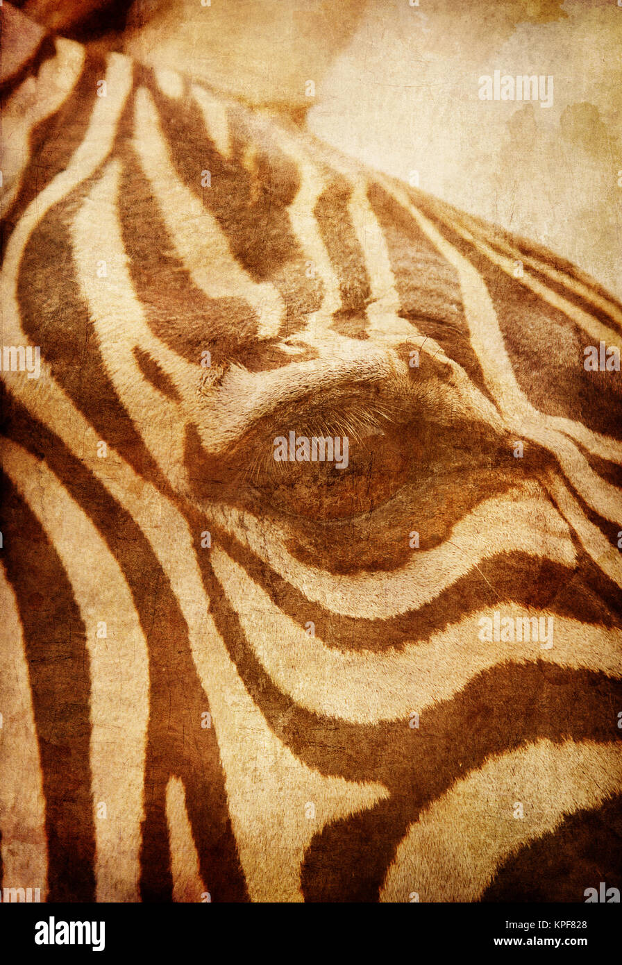 African Zebra on the Old Paper Style Photo. Stylization Stock Photo - Alamy