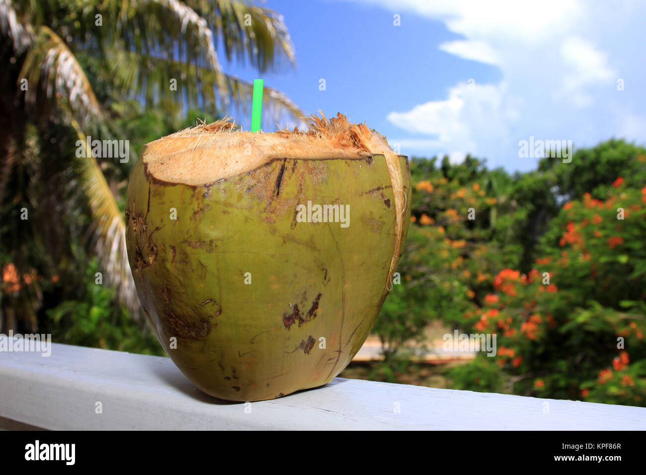 Coconut Palm Tree. Caribbean, Cuba Stock Photo - Alamy