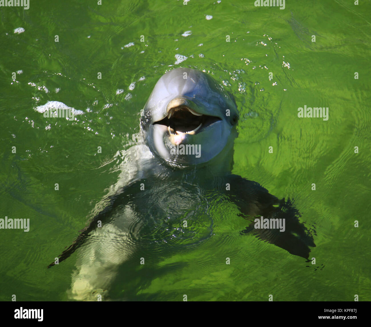 Dolphin Performance in the Ocean Stock Photo - Alamy