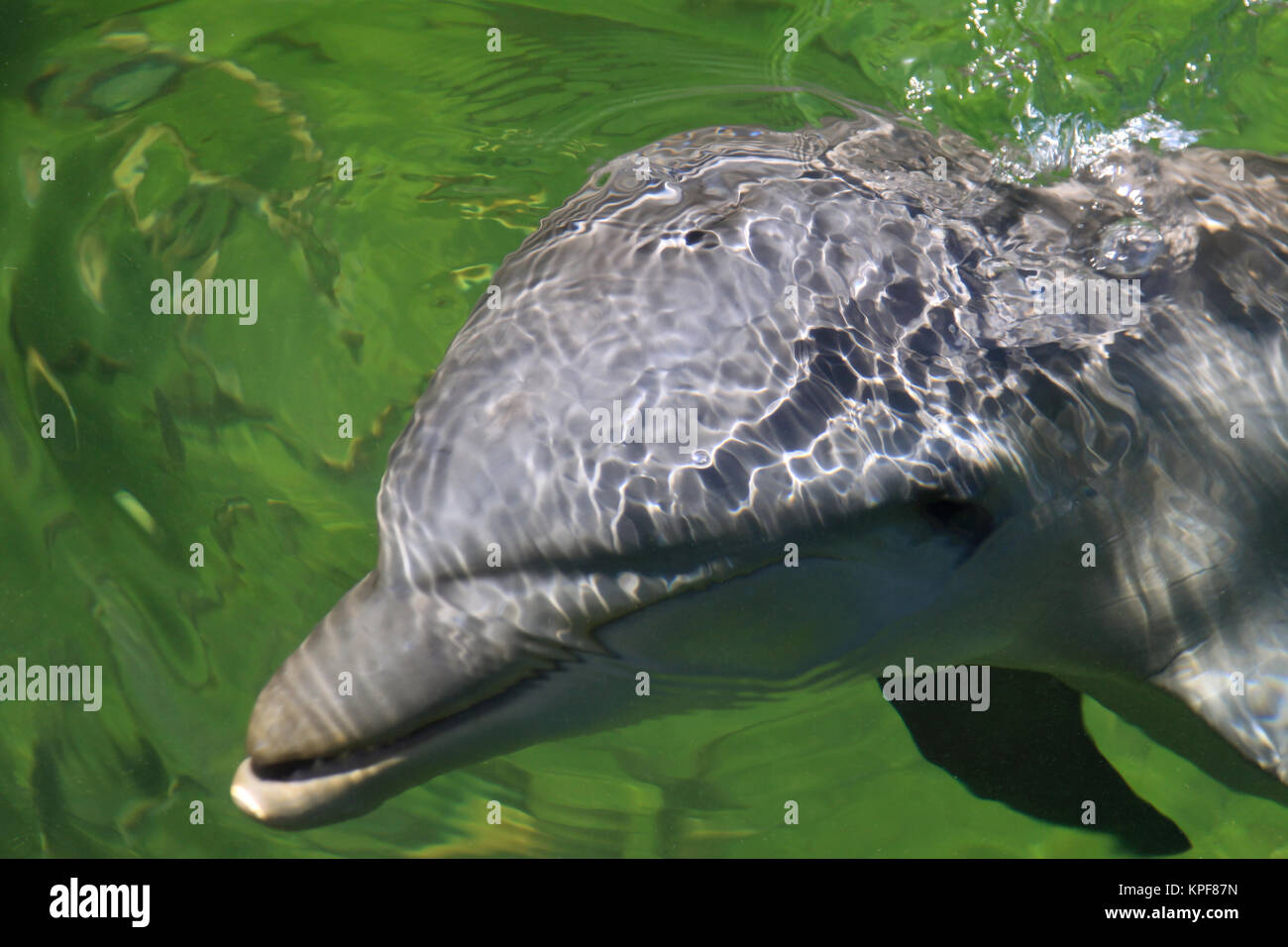Dolphin Performance in the Ocean Stock Photo - Alamy