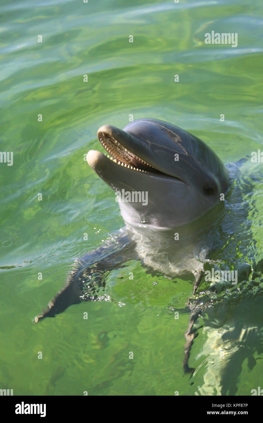 Dolphin Performance in the Ocean Stock Photo - Alamy