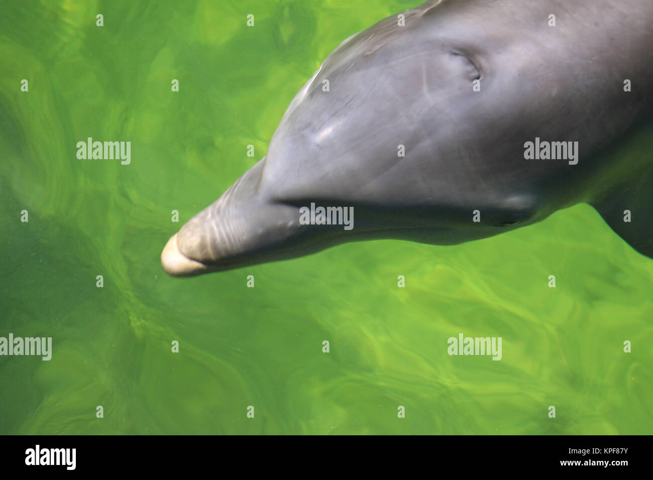 Dolphin Performance in the Ocean Stock Photo - Alamy