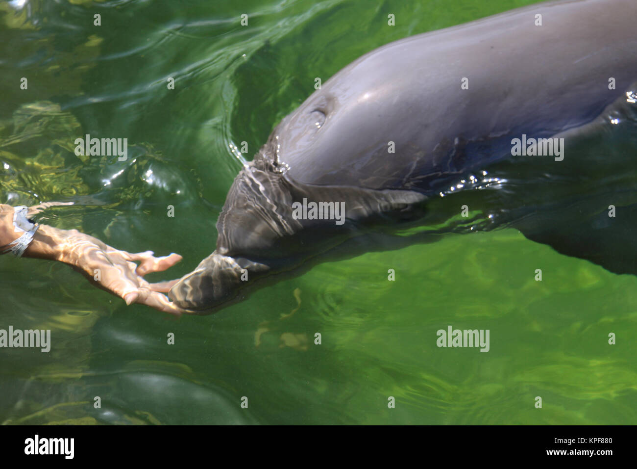 Dolphin Performance in the Ocean Stock Photo - Alamy