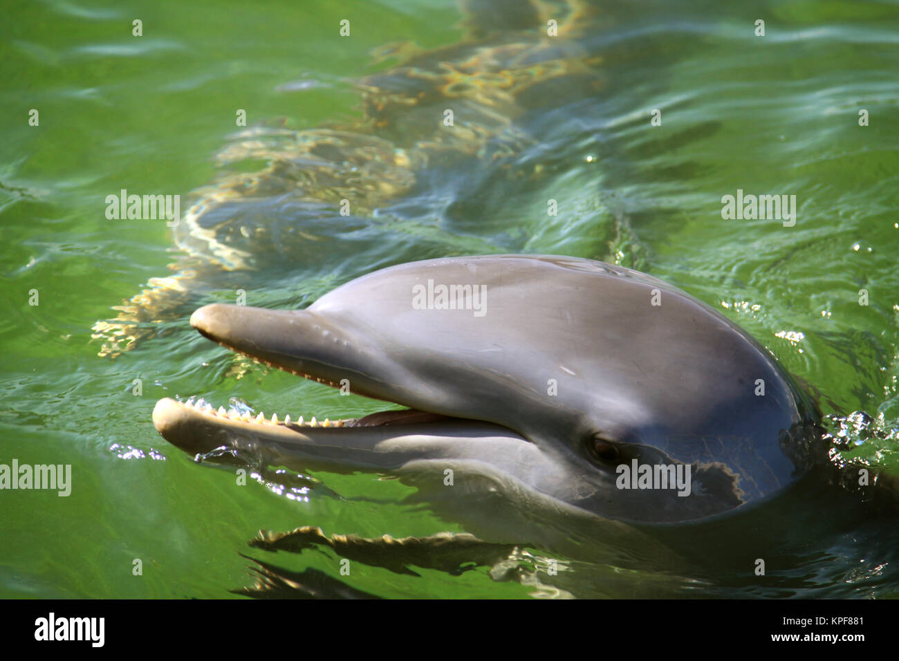 Dolphin Performance in the Ocean Stock Photo - Alamy
