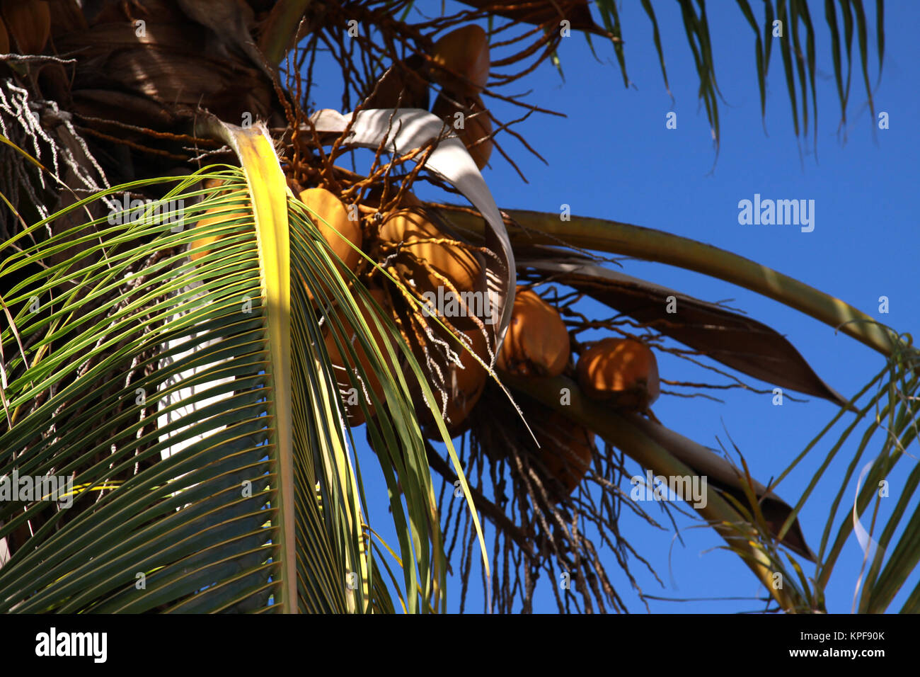 Coconut Palm Tree. Caribbean, Cuba Stock Photo - Alamy
