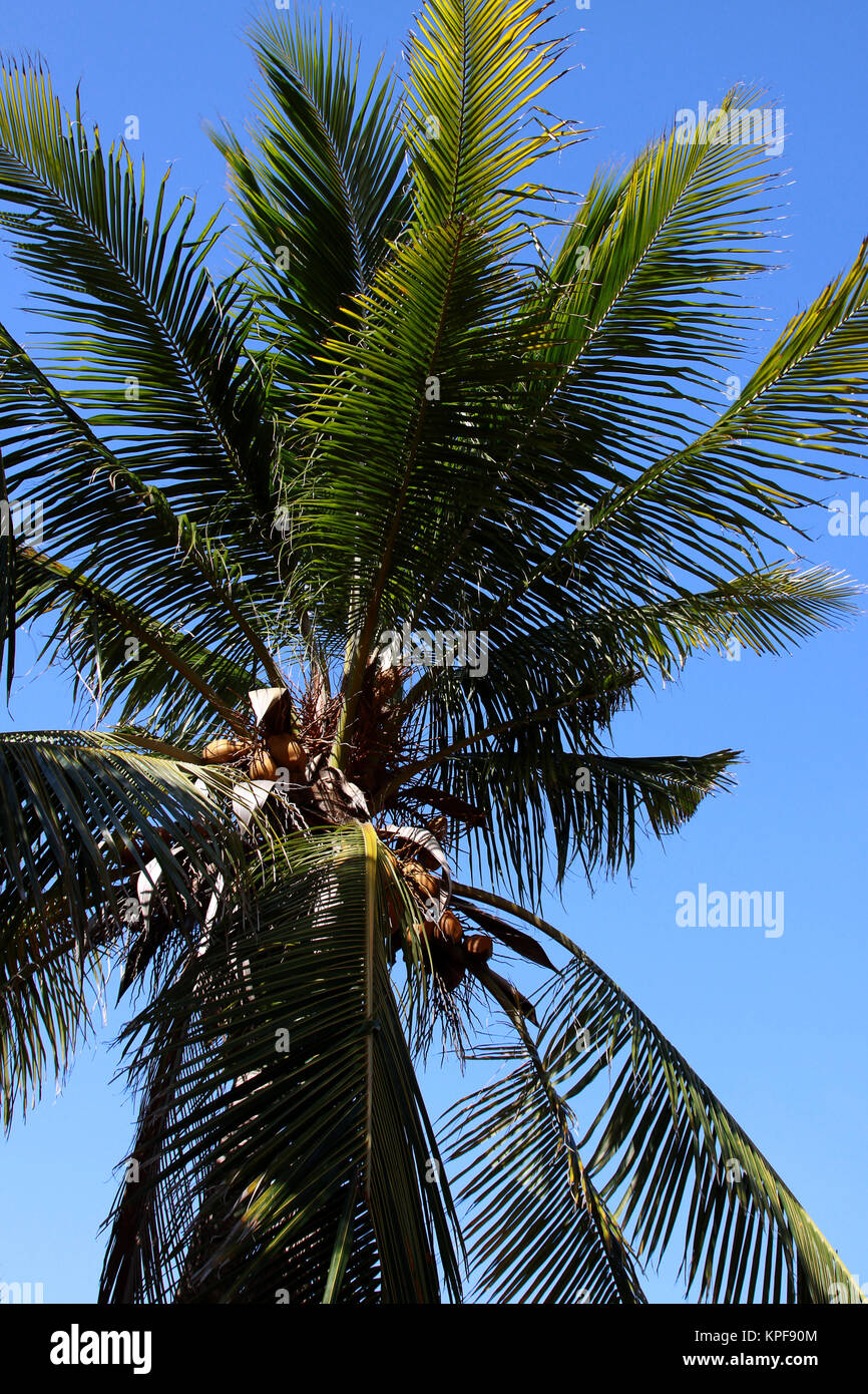 Coconut Palm Tree. Caribbean, Cuba Stock Photo - Alamy