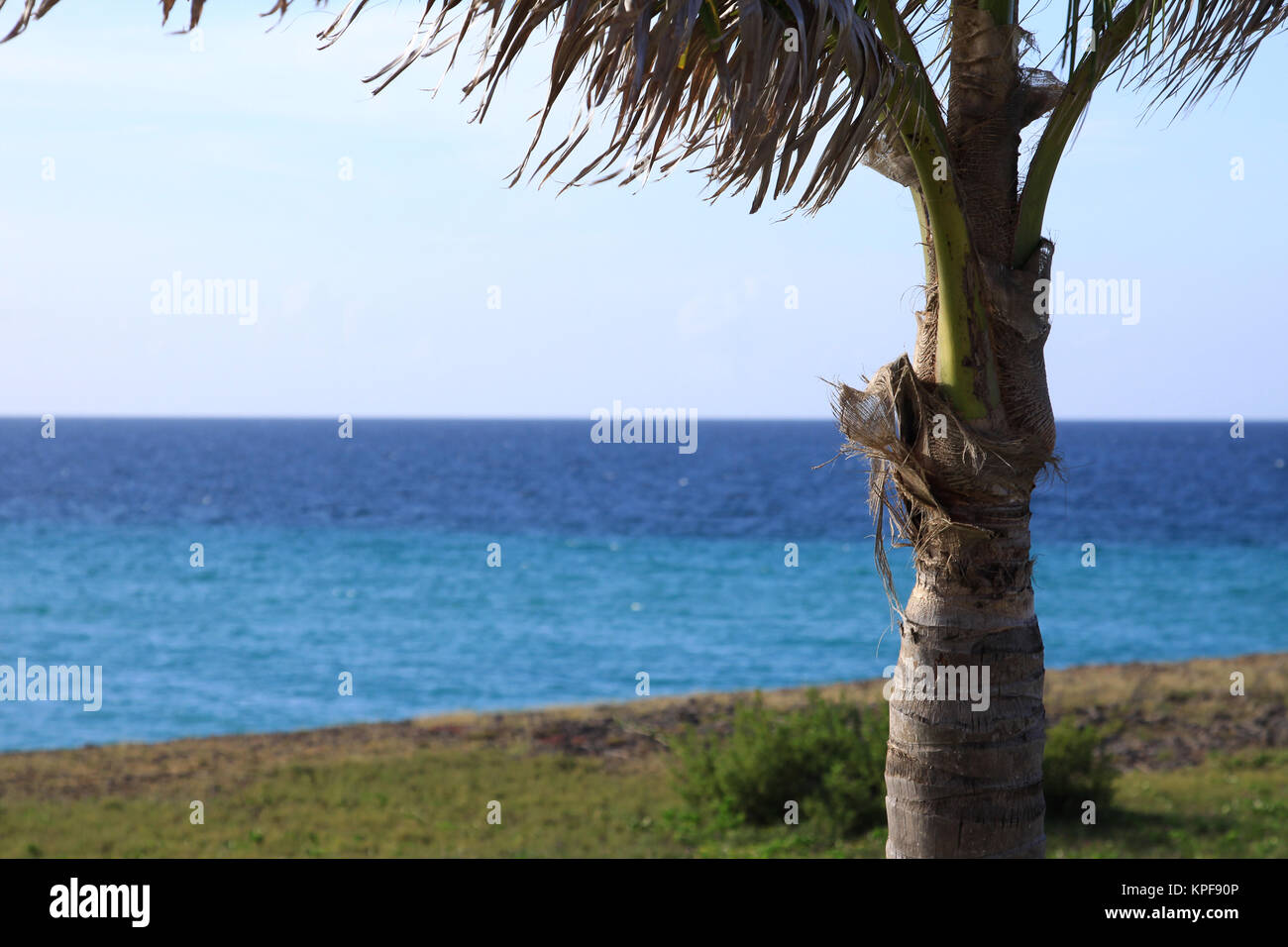 Coconut Palm Tree. Caribbean, Cuba Stock Photo - Alamy