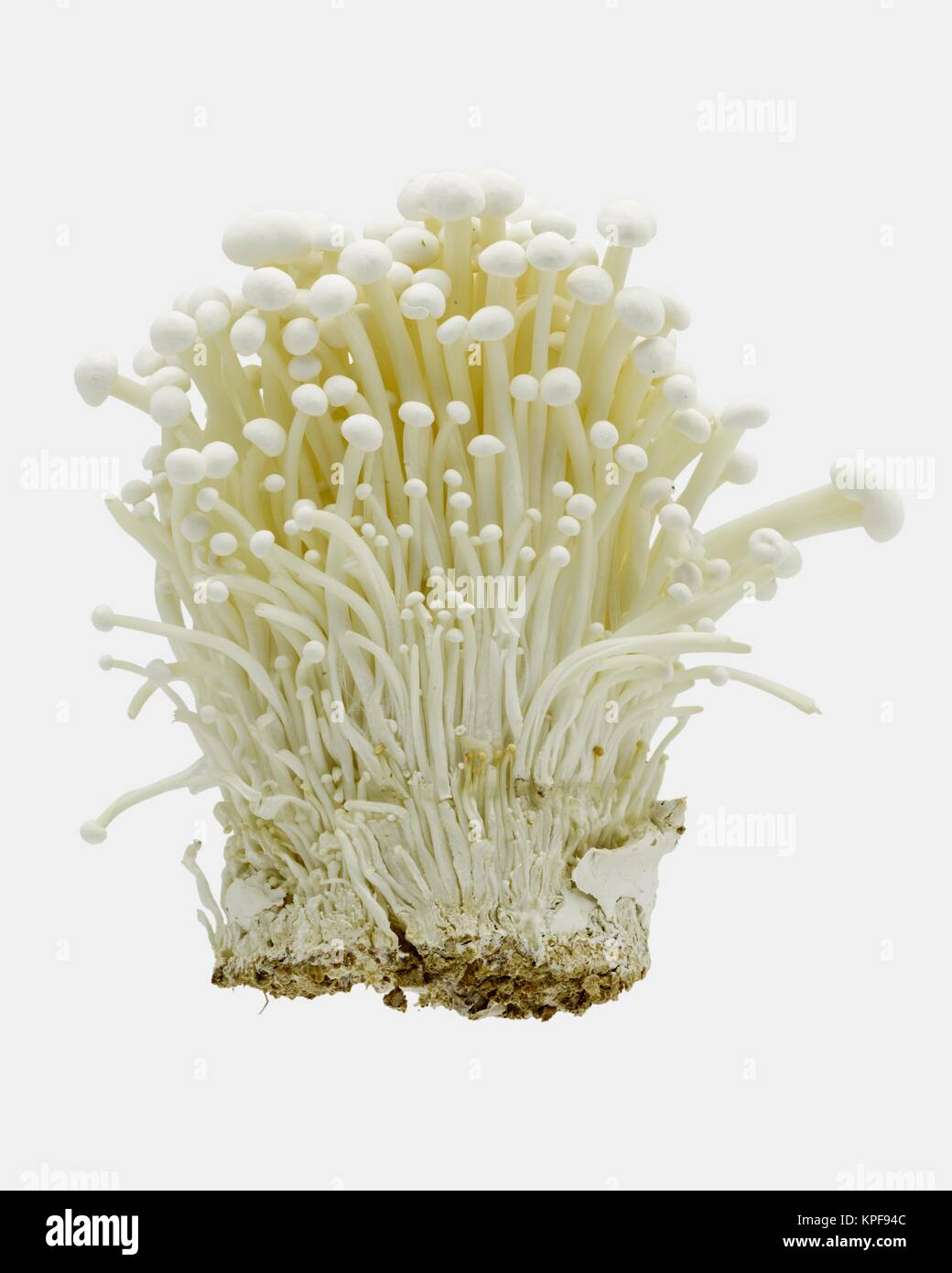 Closeup white asian enoki hi-res stock photography and images - Alamy