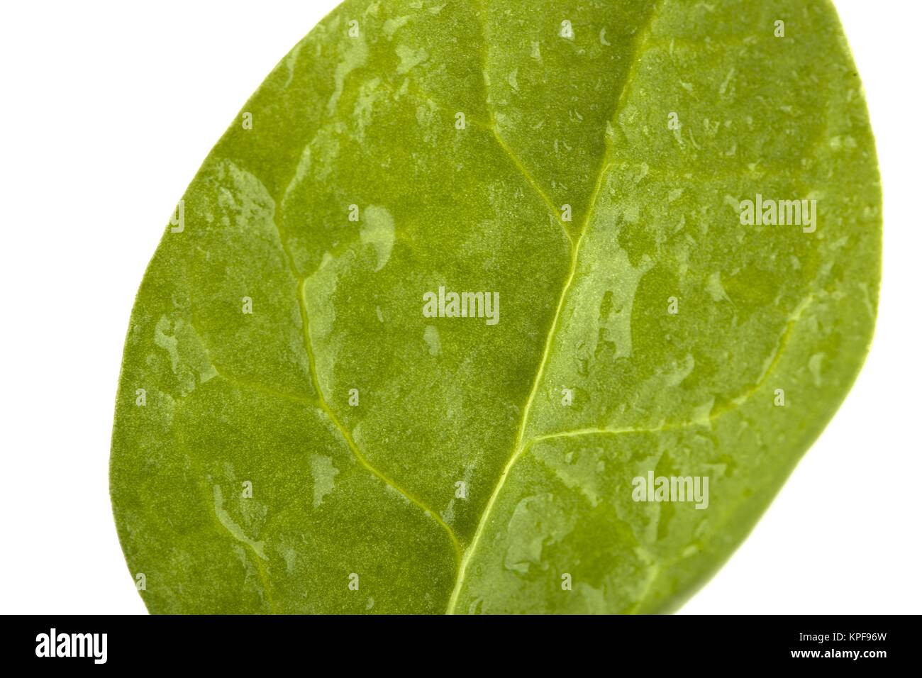 flat spinach leaf Stock Photo - Alamy