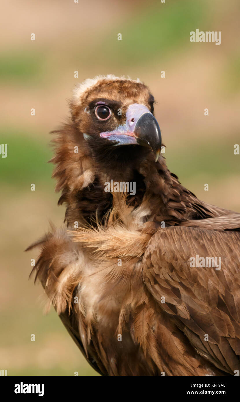 The majestic wild black vulture in its habitat Stock Photo - Alamy