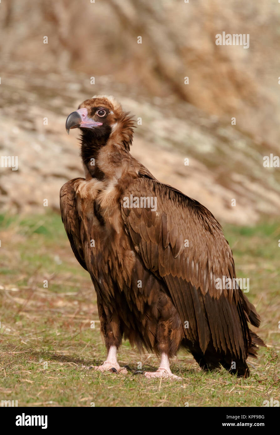 The majestic wild black vulture in its habitat Stock Photo - Alamy