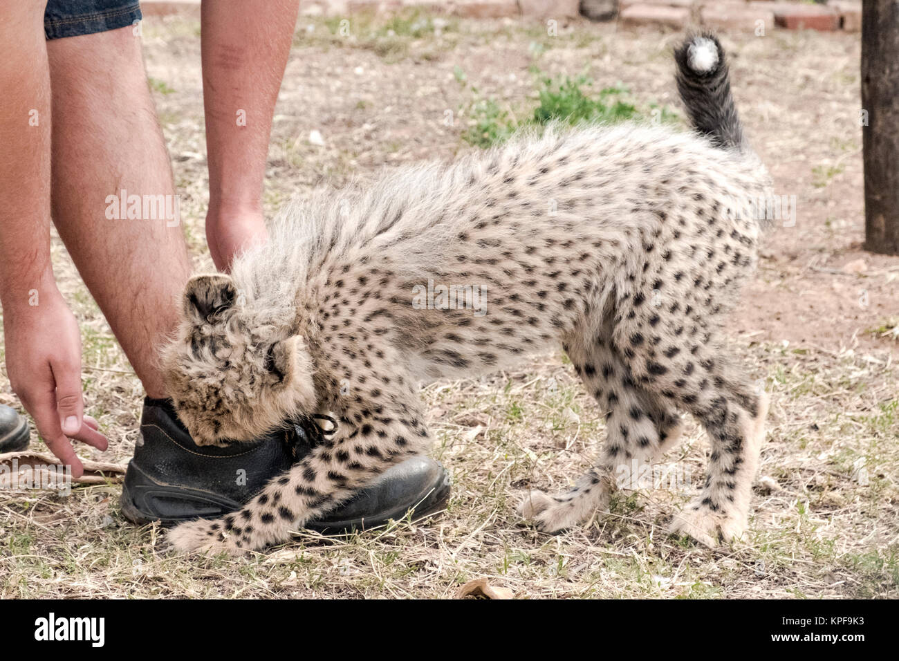Playful baby cheetah plays with the zookeeper and bites in his leg ...
