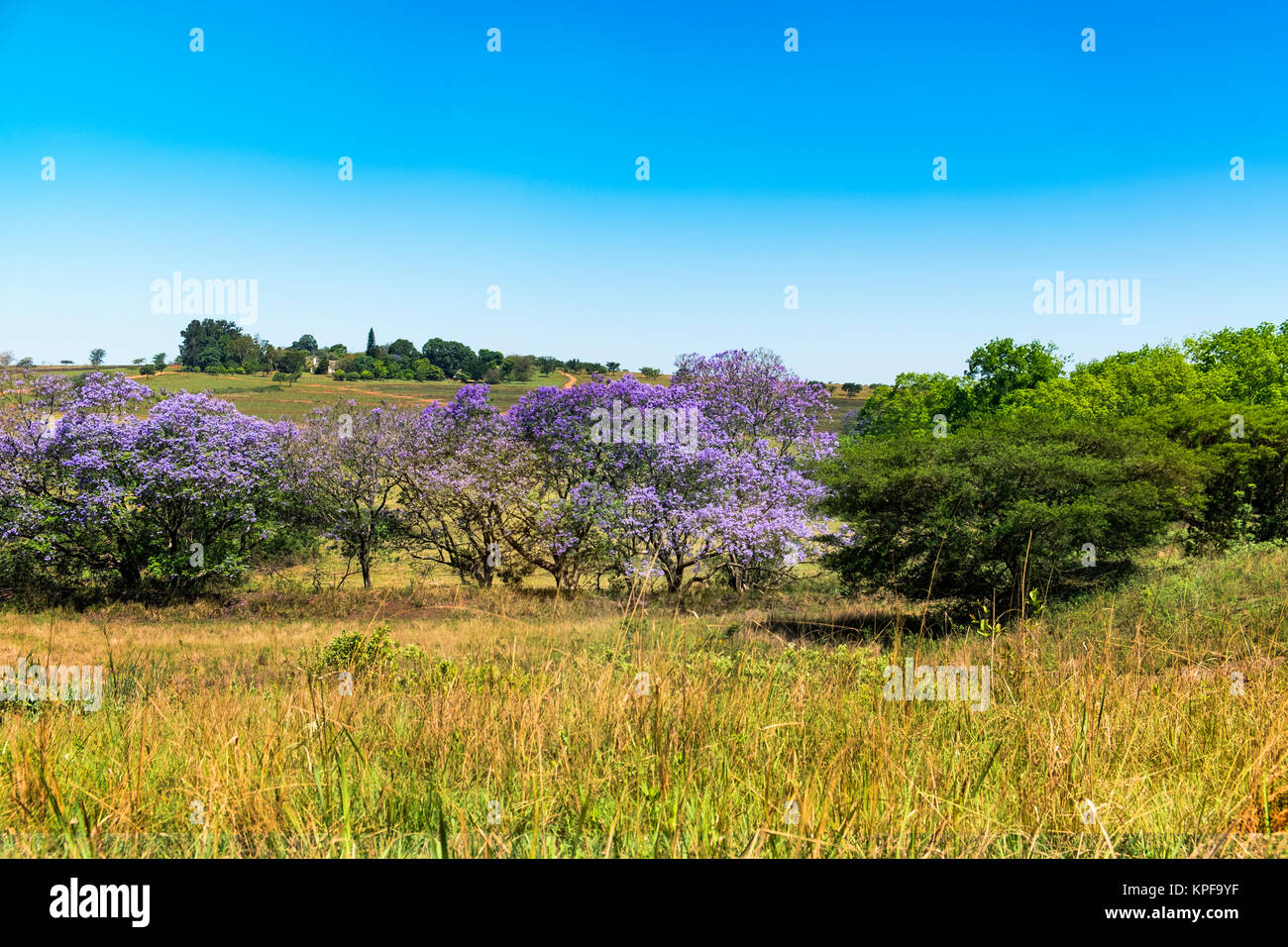 Beautyful Landscape of Swaziland Mantenga nature reserve park Stock ...