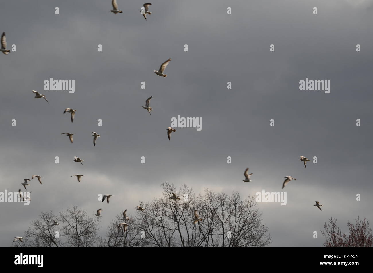 Some Seagulls flying over head Stock Photo - Alamy