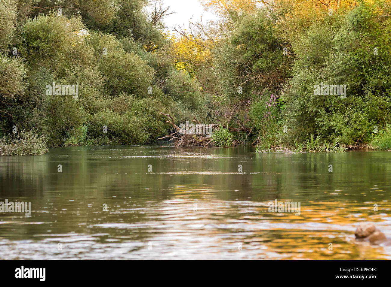 Landscape of Alfeios river in Greece Stock Photo - Alamy