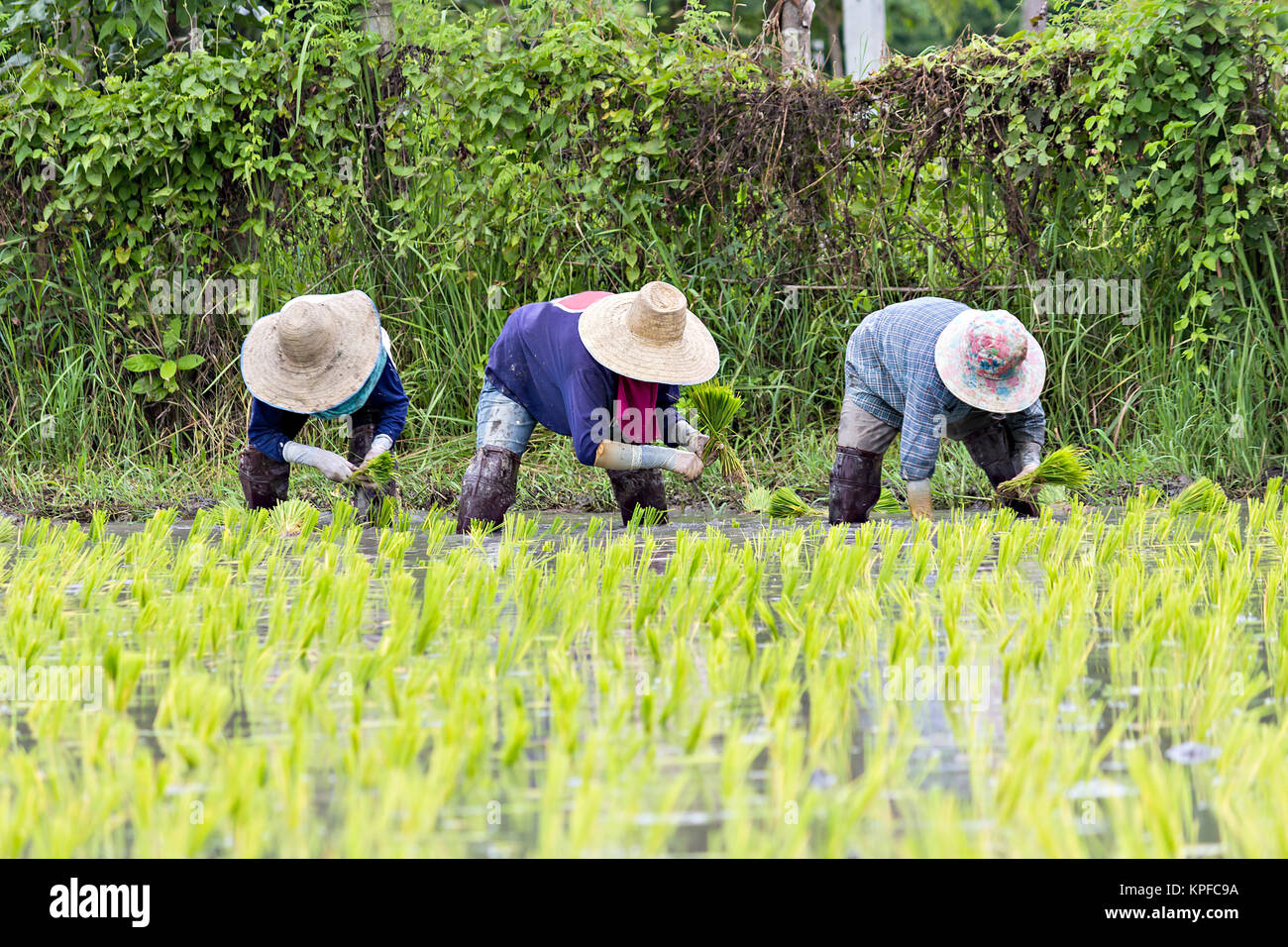 Thai farmers planting rice on rice fields Stock Photo - Alamy