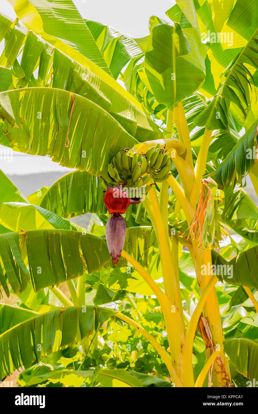 Fresh bananas on a tree Stock Photo - Alamy