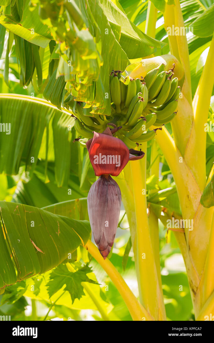 Banana tree close up Stock Photo - Alamy