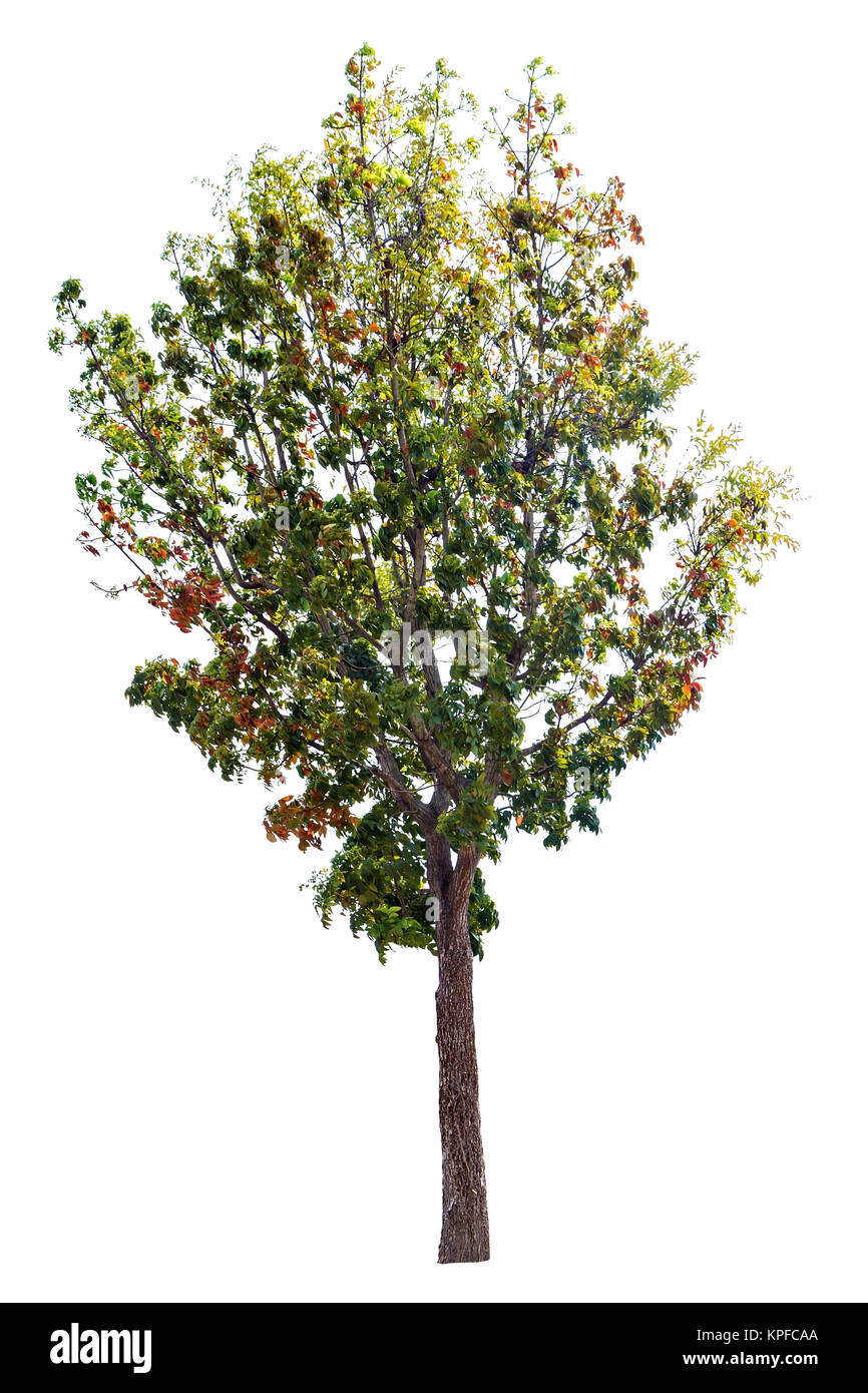 A big tree isolated on white background Stock Photo - Alamy