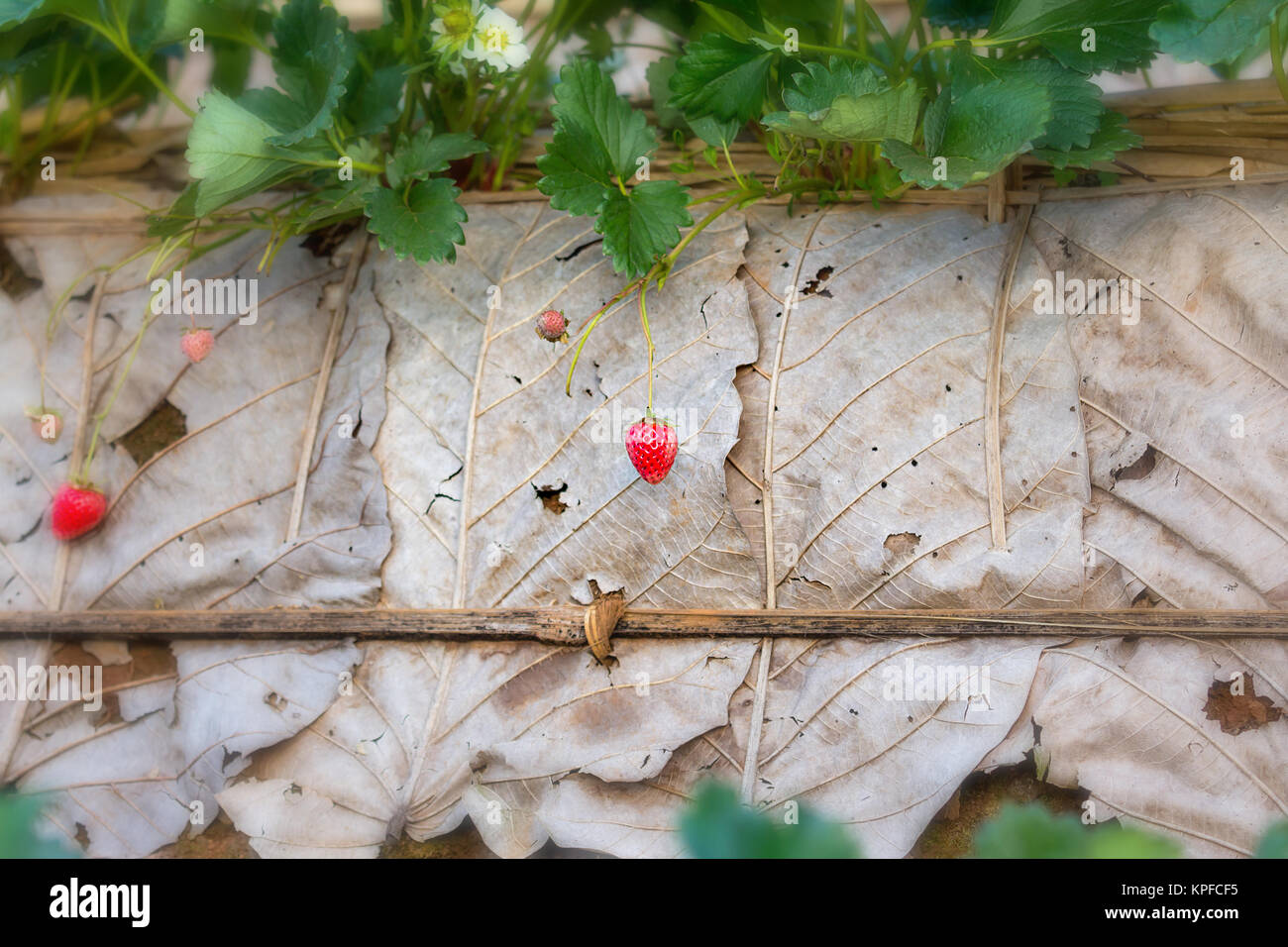 Fresh organic strawberries growing on the vine Stock Photo - Alamy