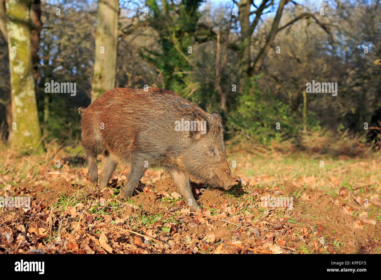 Rooting boar hi-res stock photography and images - Alamy