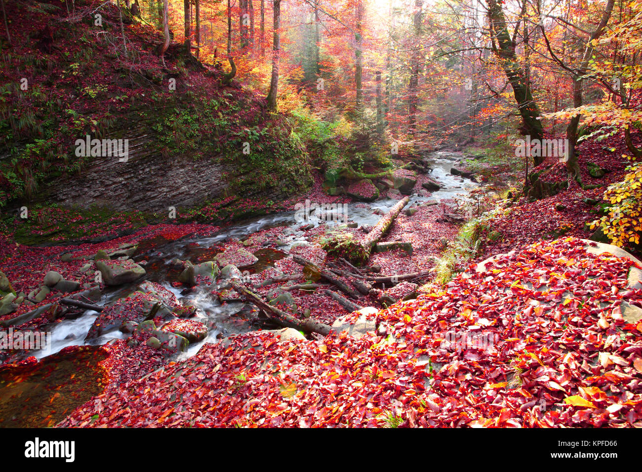 Magnificent view of the waterfall in the Autumn Beech Forest Stock ...
