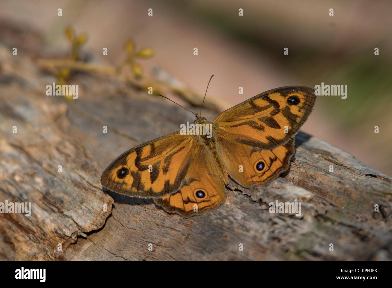 Common Brown Butterfly, Heteronympha merope at Jumping Creek Reserve ...