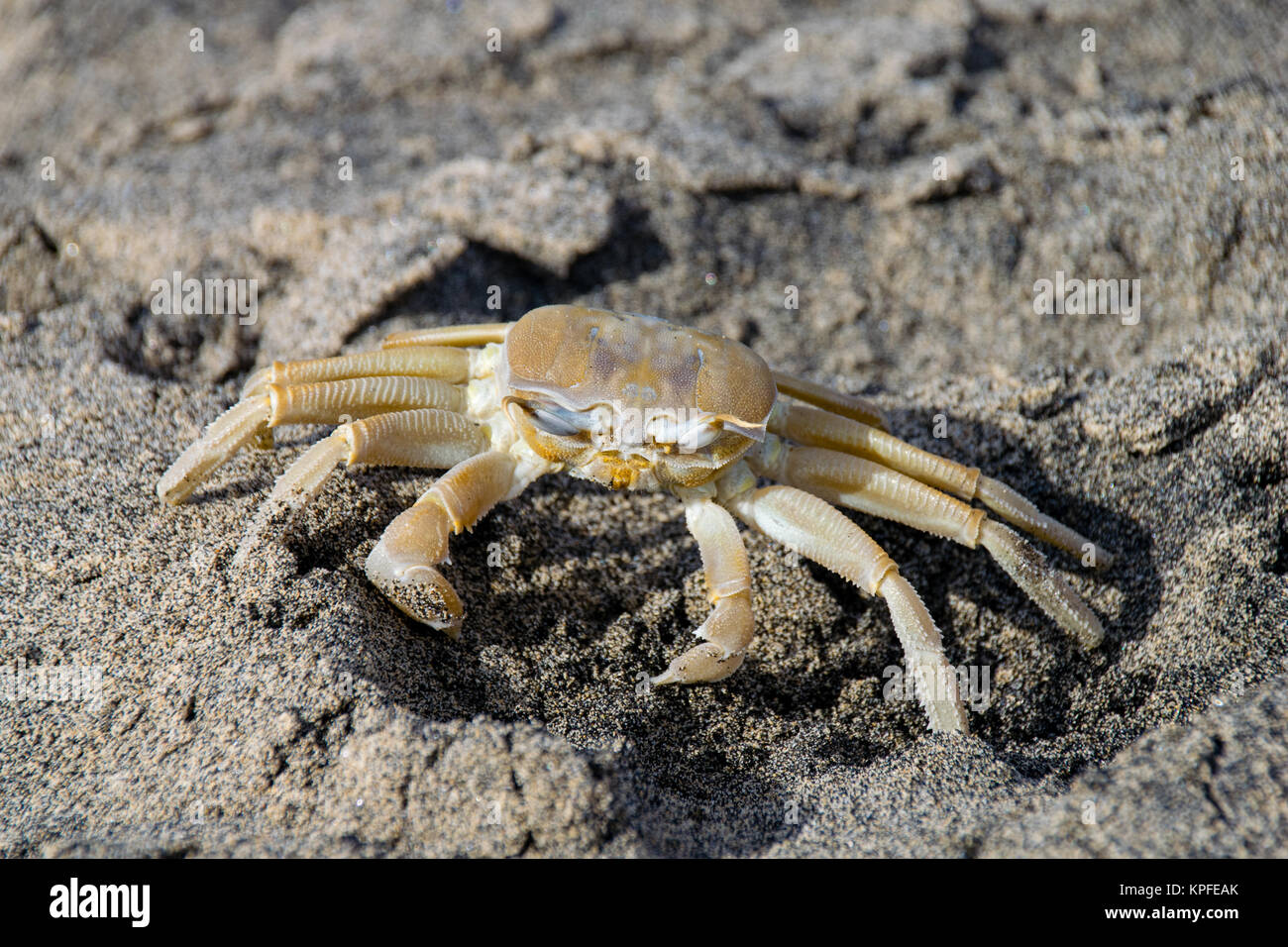 Atlantic ocean ghost crab hi-res stock photography and images - Alamy