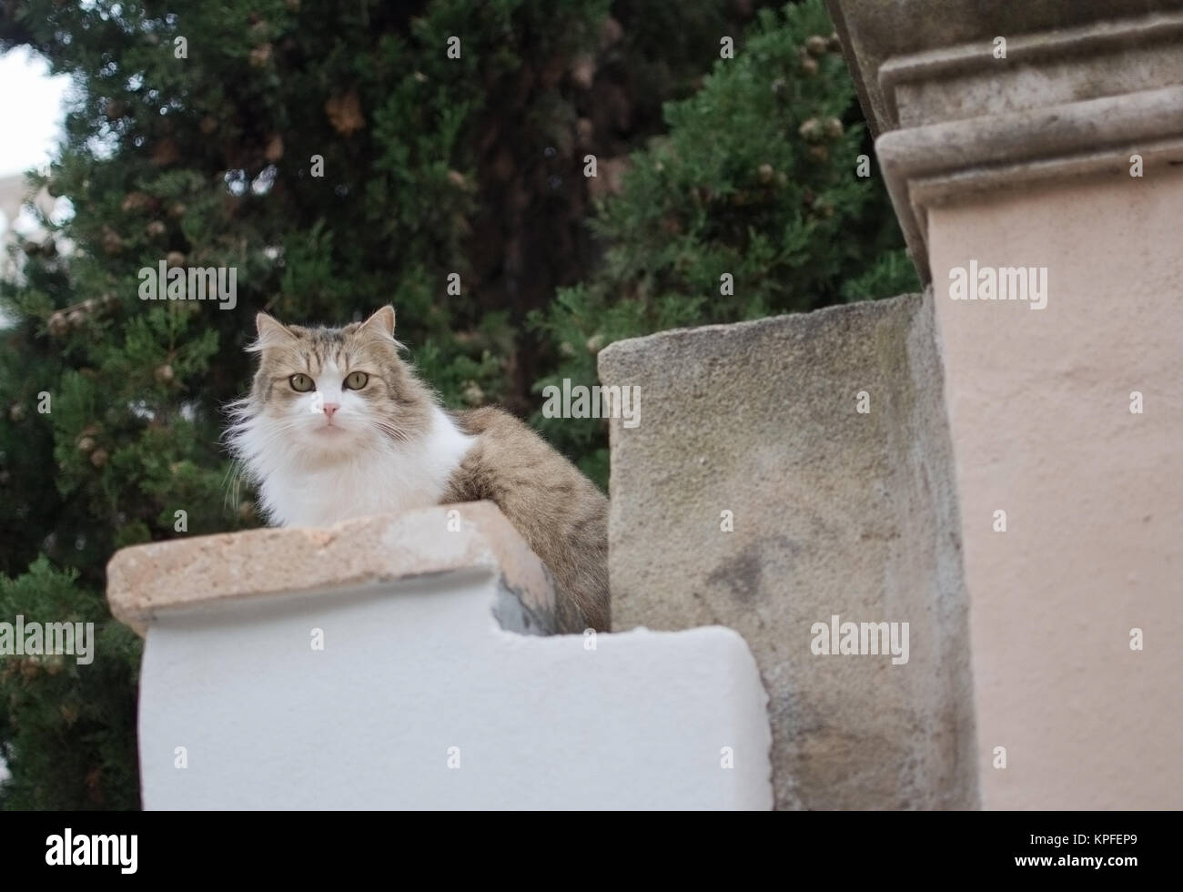 Top cat hi-res stock photography and images - Alamy